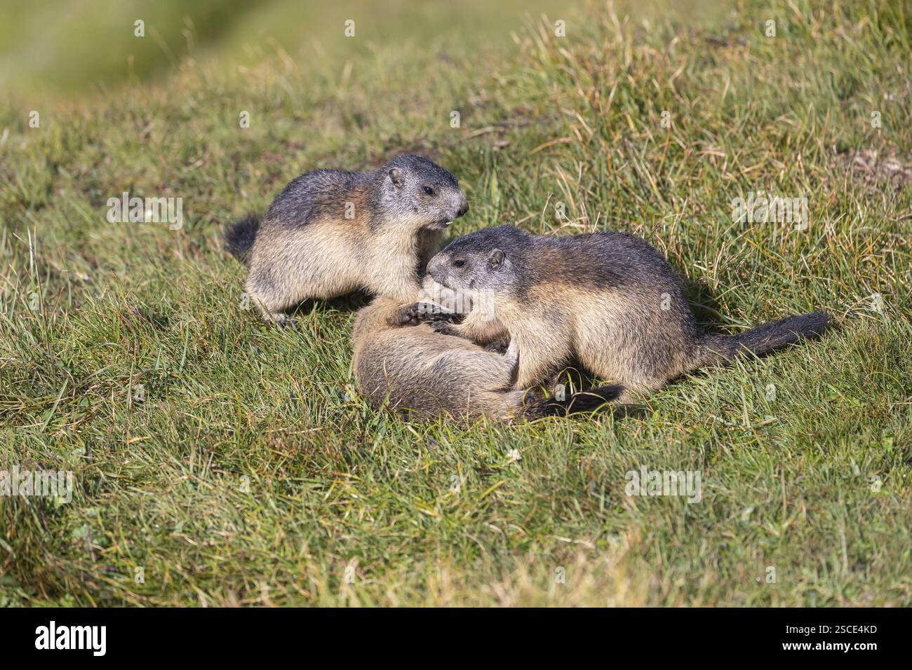 Two young Alpine Marmots, Marmota marmota, play fighting with their ...