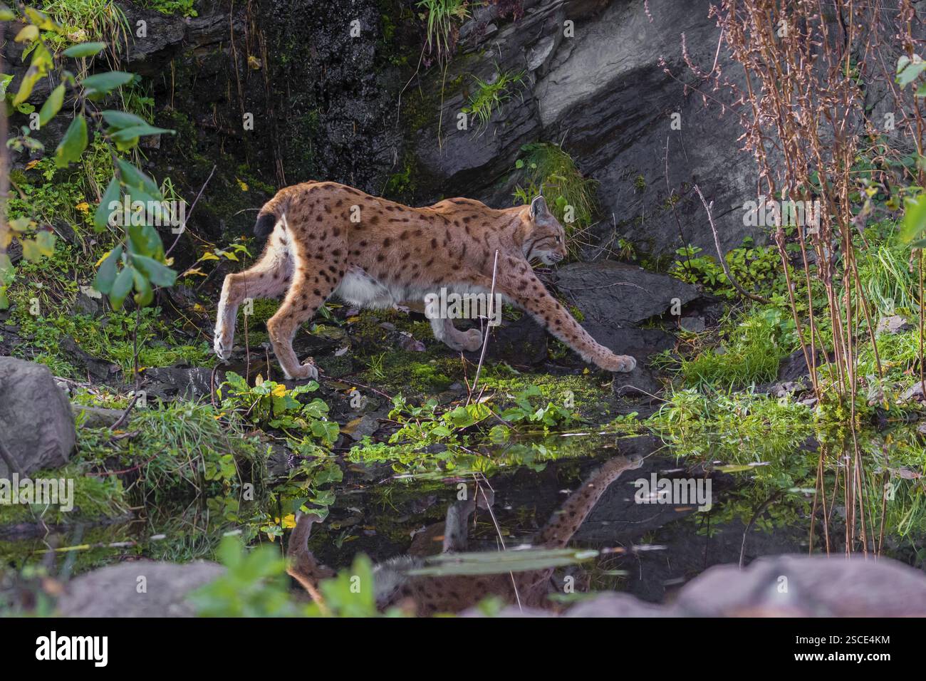 A Eurasian lynx, (Lynx lynx) runs between a small pond and a very small ...