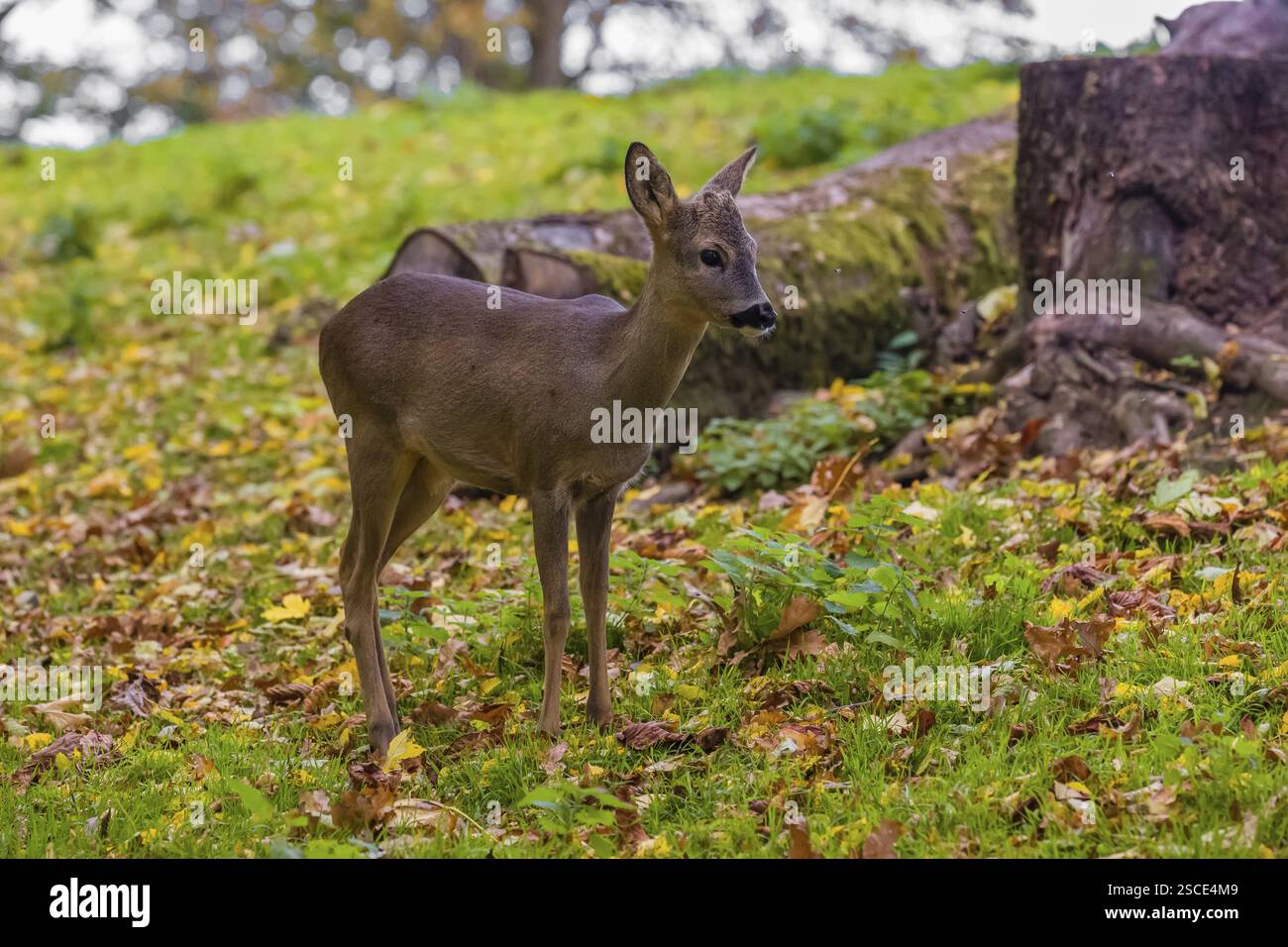 One young Roe Deer buck, (Capreolus capreolus), stands on a meadow in ...