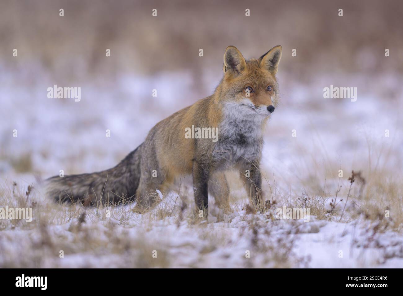 Red fox (Vulpes vulpes), foraging in a meadow covered with snow, biosphere reserve, Swabian Alb ...