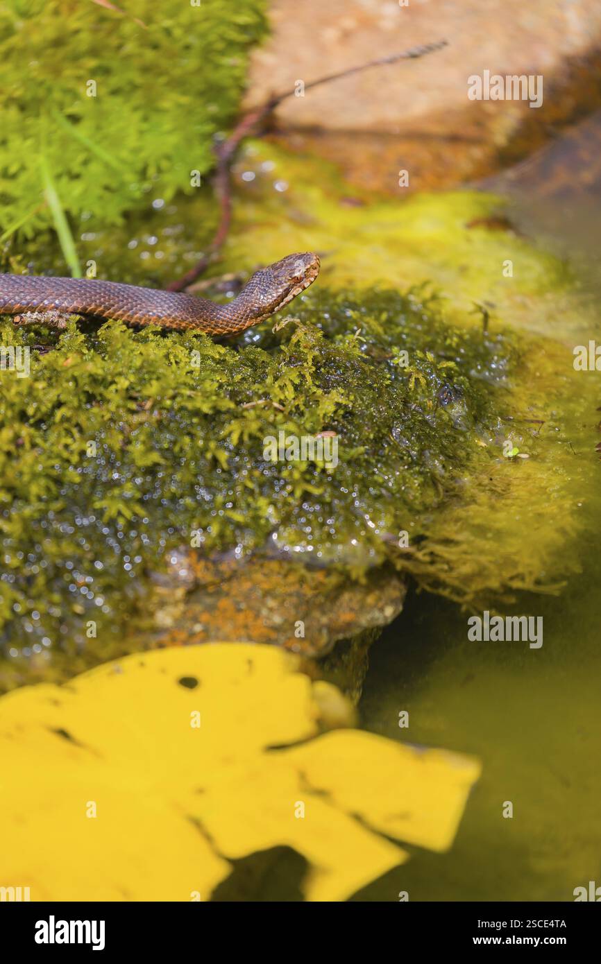 One Vipera berus, the common European adder or common European viper ...
