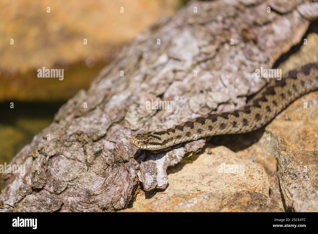 One Vipera berus, the common European adder or common European viper ...