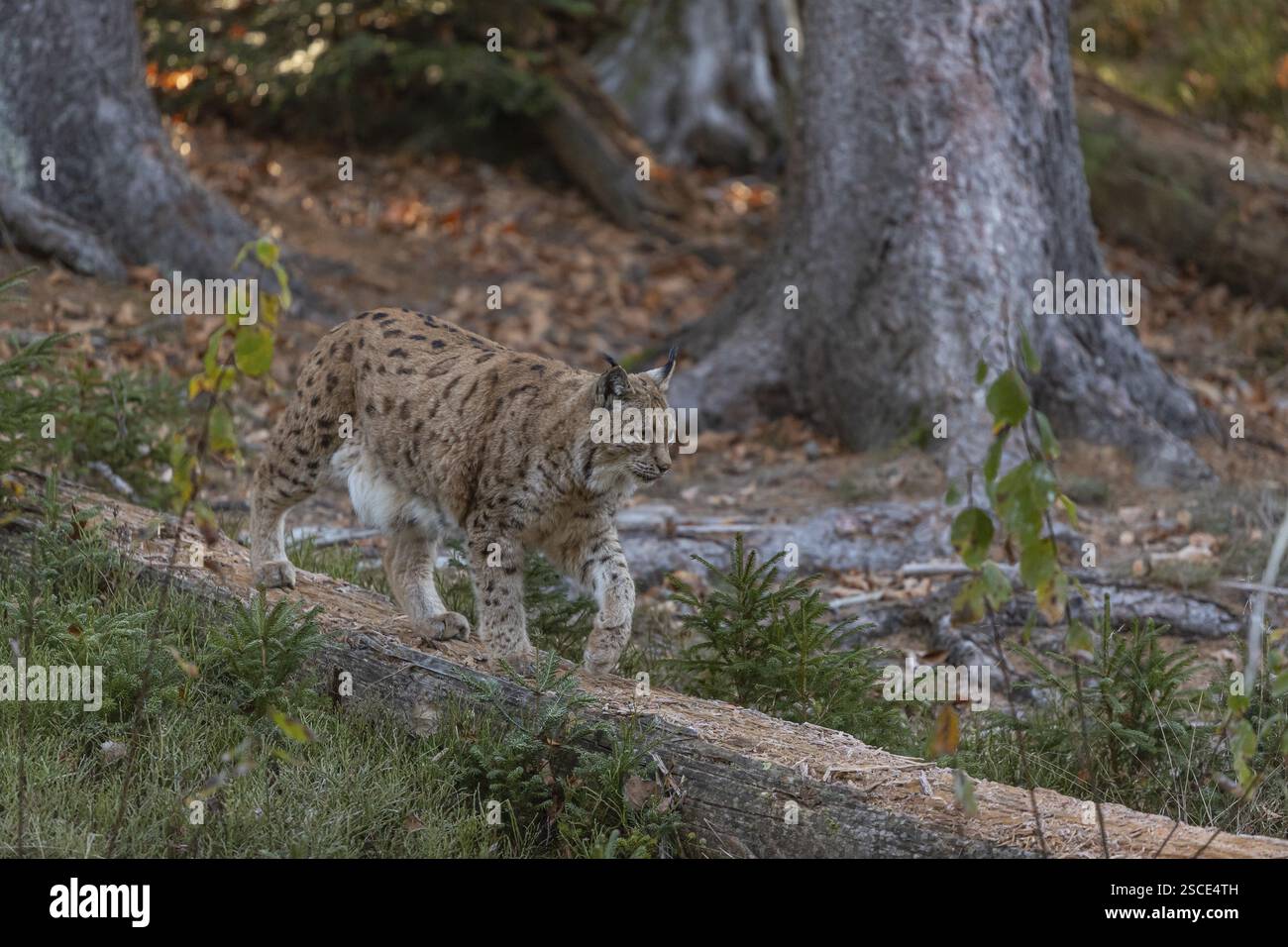 One Eurasian lynx, (Lynx lynx), walking on a fallen tree. Side view ...