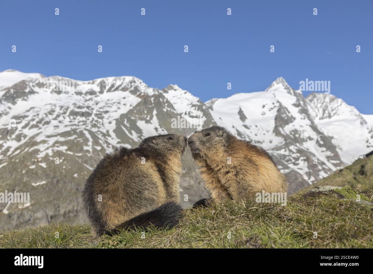 Two Alpine Marmot, Marmota marmota, resting on green grass, mountains in the distant background ...