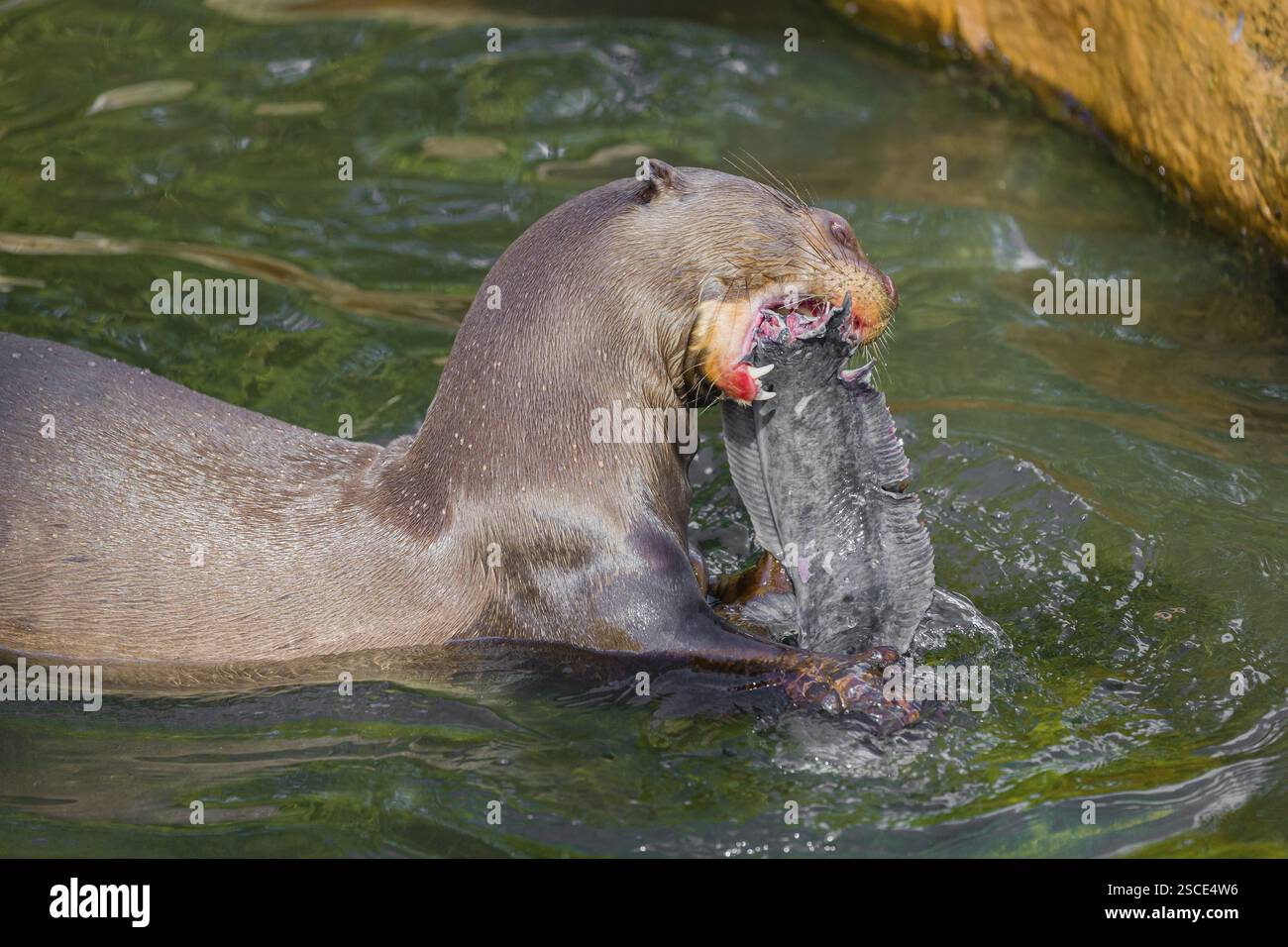 A giant otter or giant river otter (Pteronura brasiliensis) sits in the ...