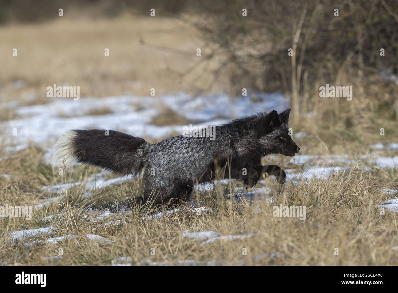 One red fox, Vulpes vulpes, (melanistic form blackish-brown) running ...