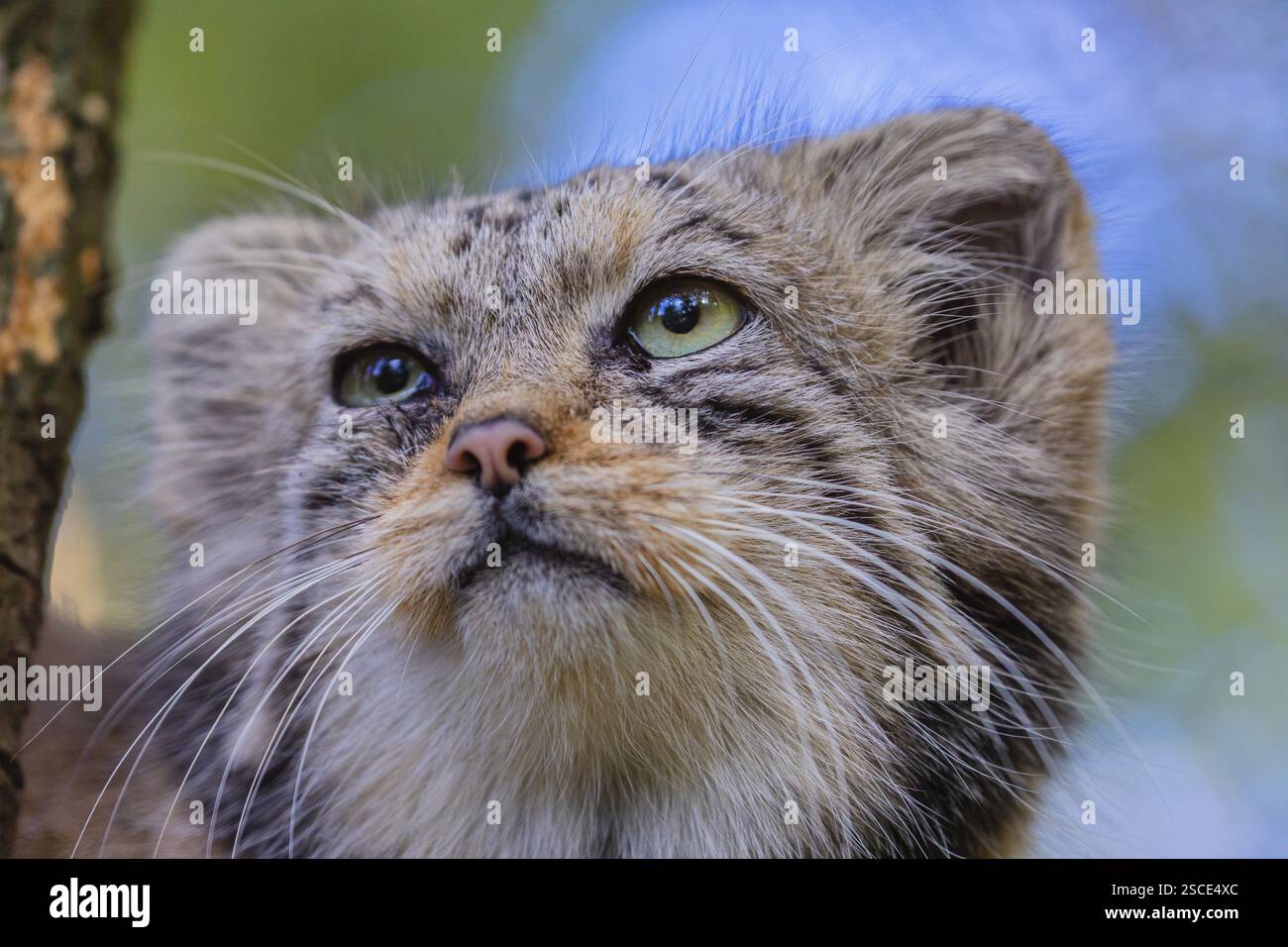 Portrait of a Pallas's cat (Otocolobus manul) or Manul. Least concern ...
