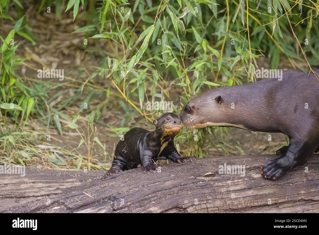 A two-year-old giant otter or giant river otter (Pteronura brasiliensis ...