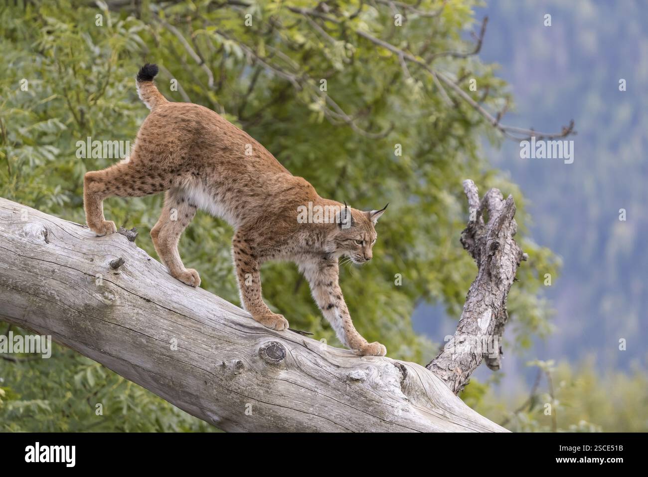 One Eurasian lynx, (Lynx lynx), walking down a fallen tree. Side view ...