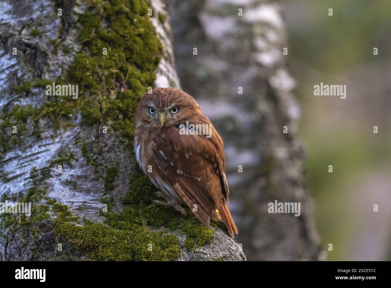 One East Brazilian pygmy owl (Glaucidium minutissimum), also known as ...