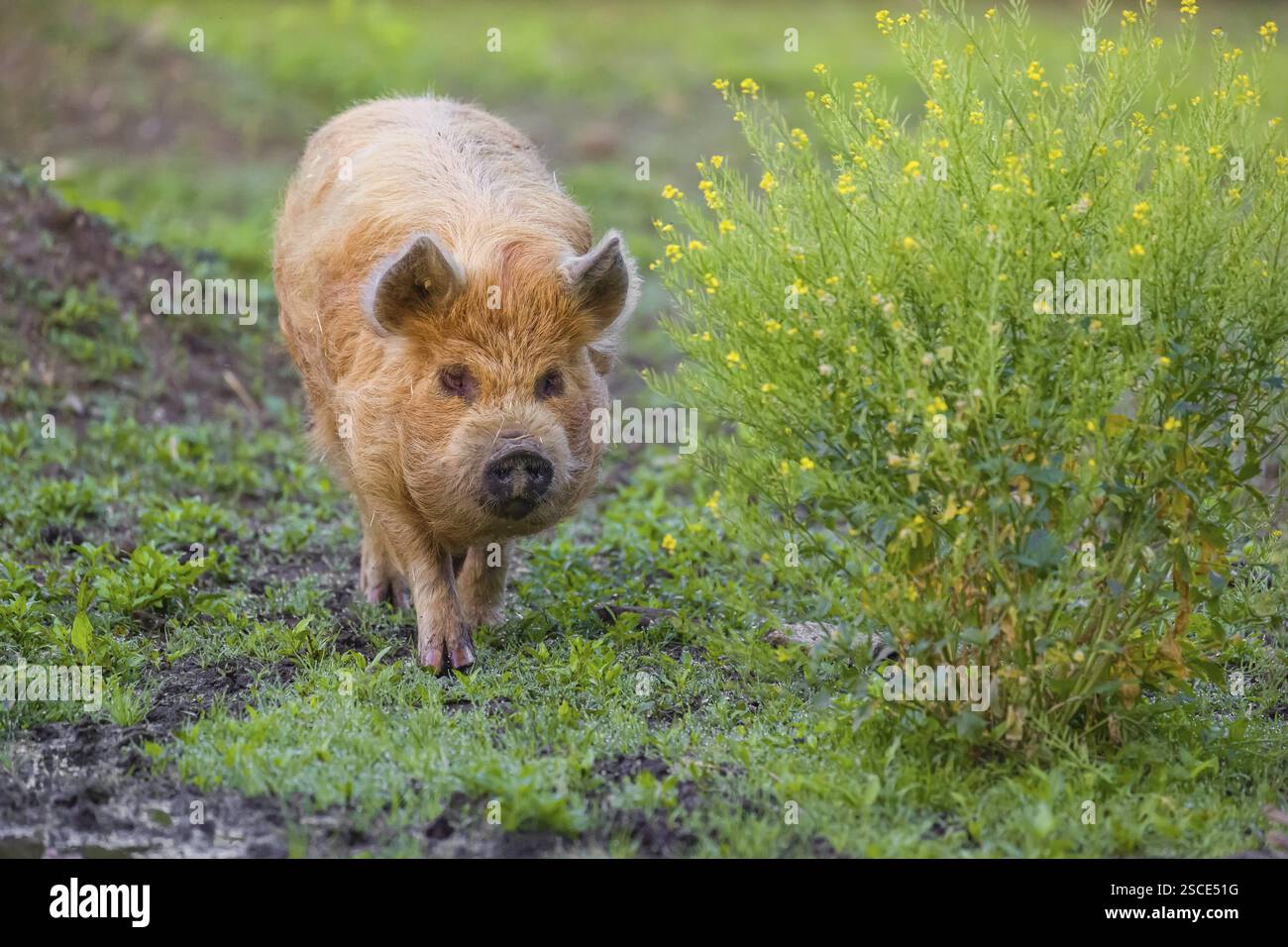 Kunekune pig, sus scrofa domesticus, a domestic breed from New Zealand ...