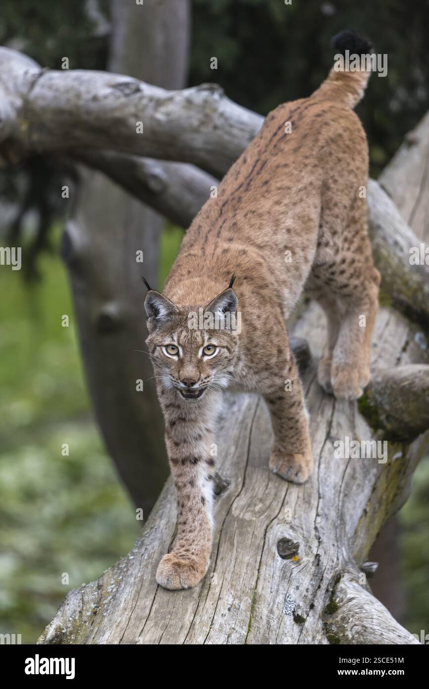One Eurasian lynx, (Lynx lynx), walking down a fallen tree. Frontal ...