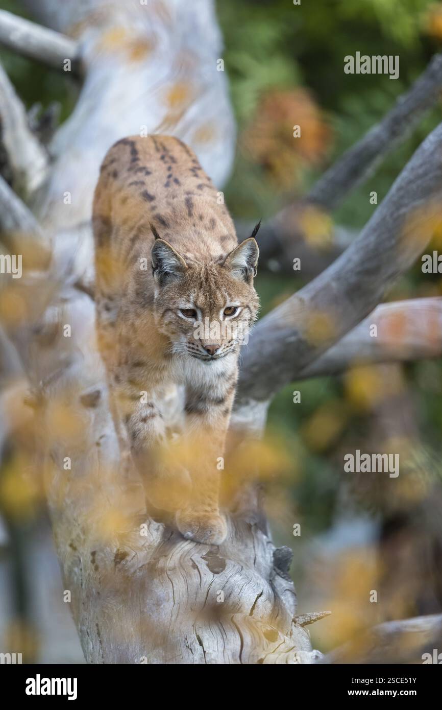 One Eurasian lynx, (Lynx lynx), walking down a fallen tree. Frontal ...
