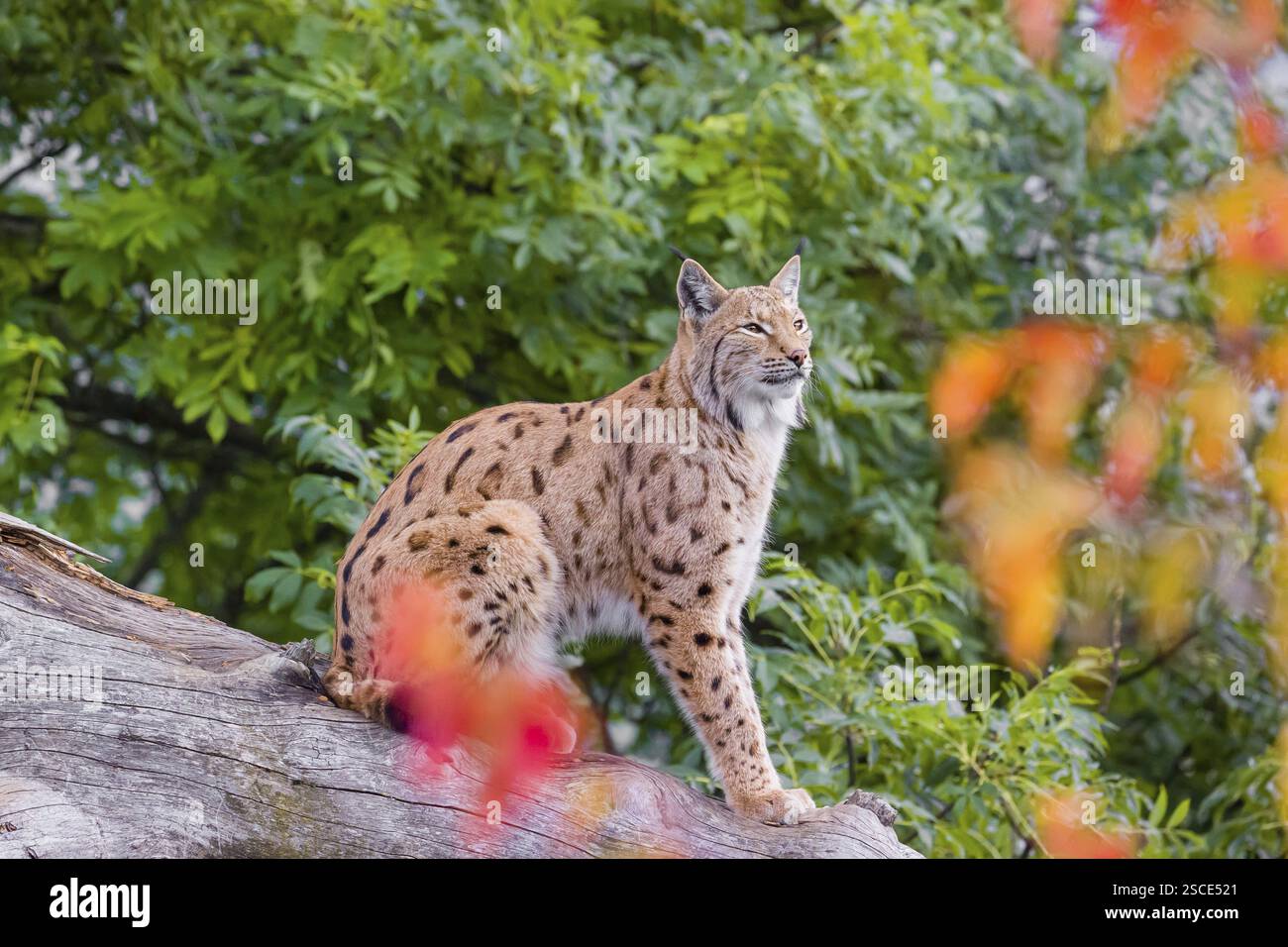 One Eurasian lynx (Lynx lynx) sits on a sloping dead tree, hidden ...