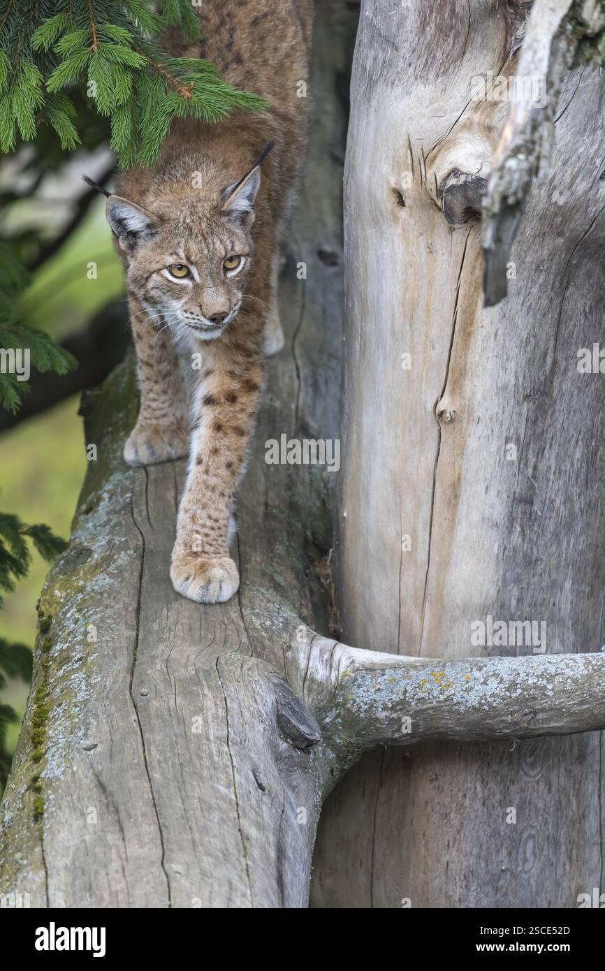 One Eurasian lynx, (Lynx lynx), walking on a fallen tree, frontal view ...