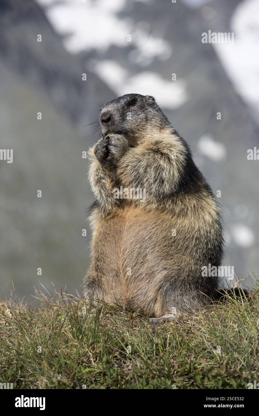 One adult Alpine Marmot, Marmota marmota, sitting erected, feeding on something. Grossglockner ...