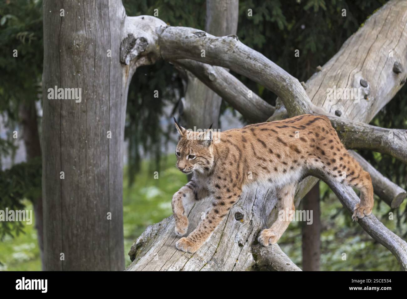 One Eurasian lynx, (Lynx lynx), walking on a fallen tree. Side view ...