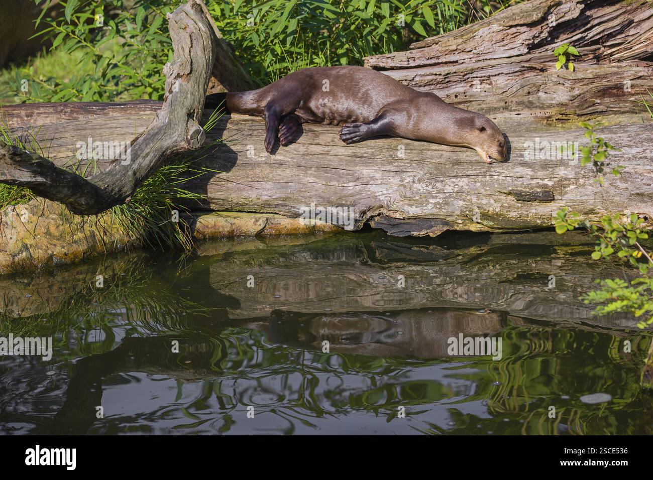 A giant otter or giant river otter (Pteronura brasiliensis) rests on a rotten log Stock Photo ...