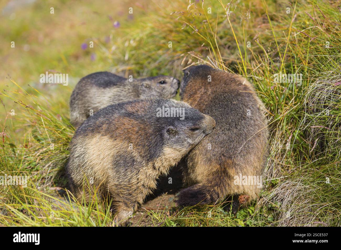 Two young Alpine Marmot, Marmota marmota groom their mother. Grossglockner high alpine road ...