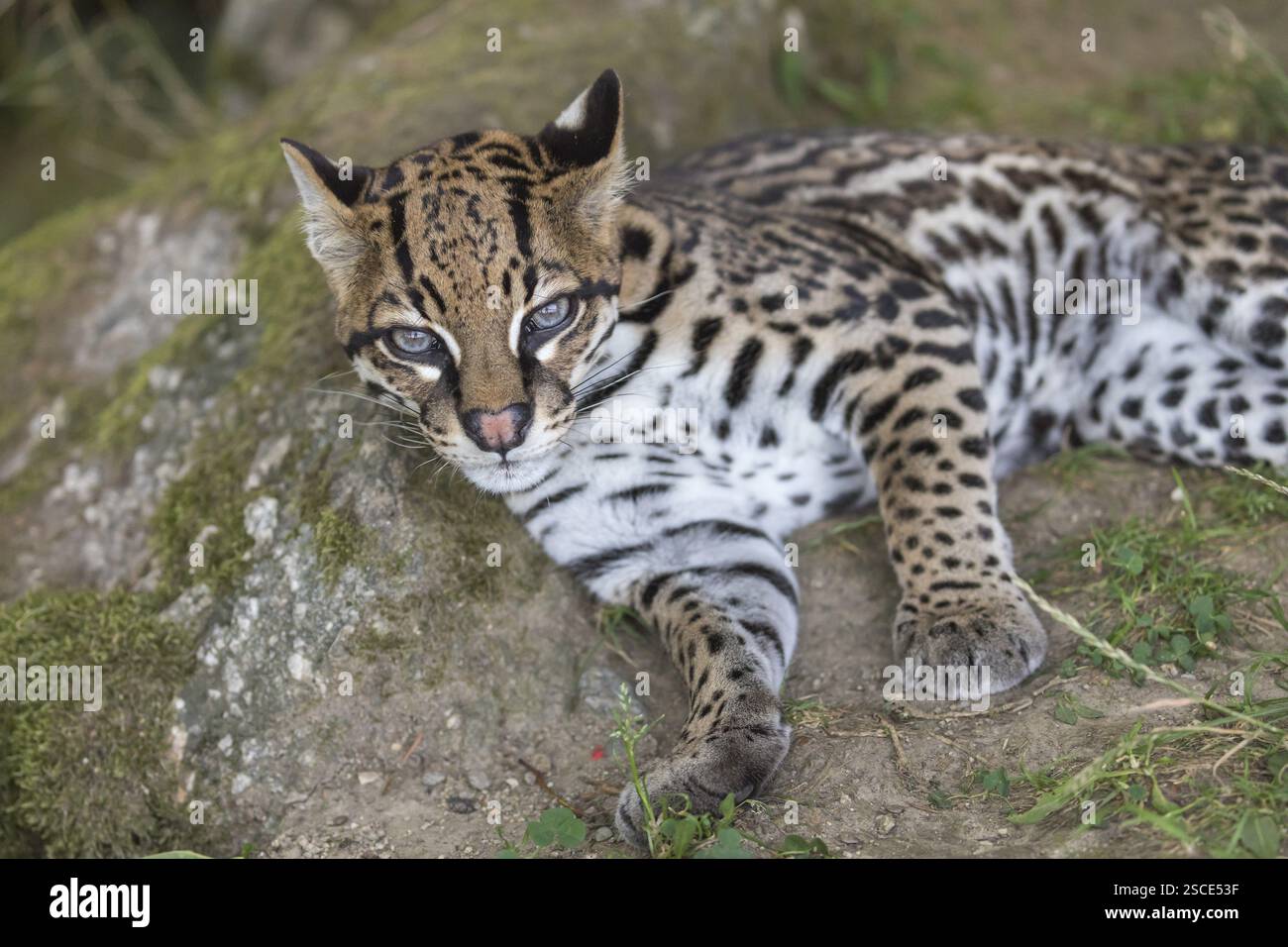 One female Ocelot, Leopardus pardalis, lying on a rock with some green ...