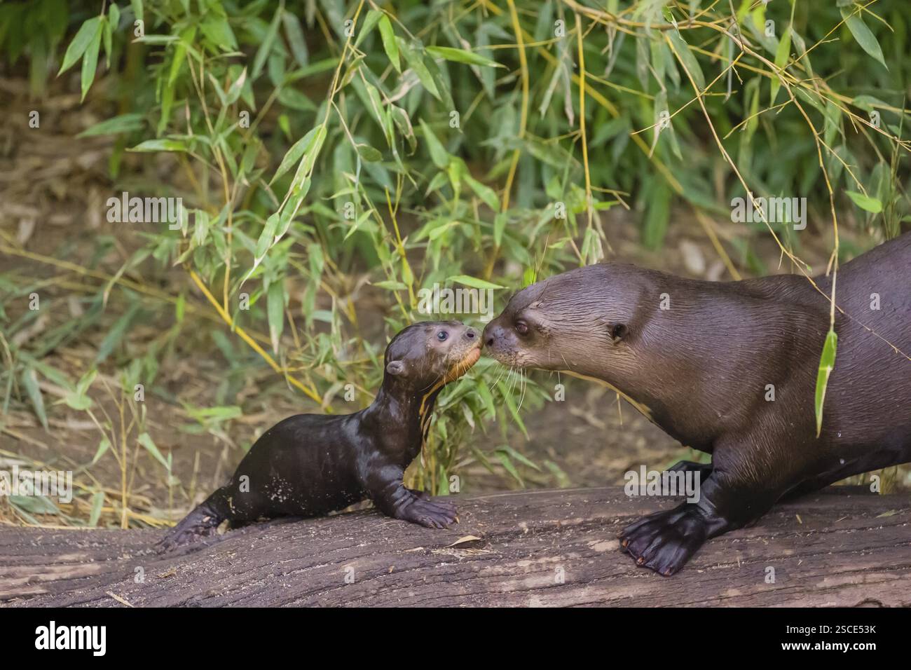 A two-year-old giant otter or giant river otter (Pteronura brasiliensis ...