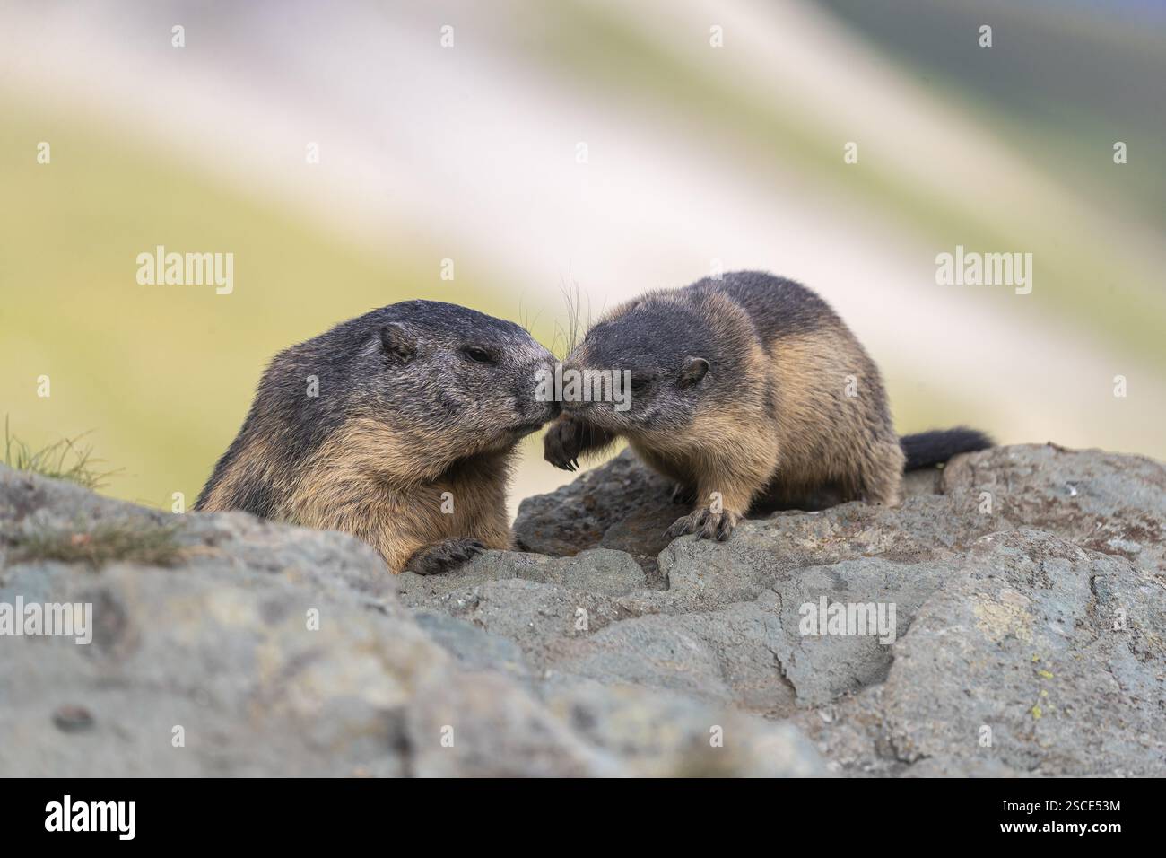 One young Alpine Marmots, Marmota marmota, sitting nose to nose with his mother, greeting each ...