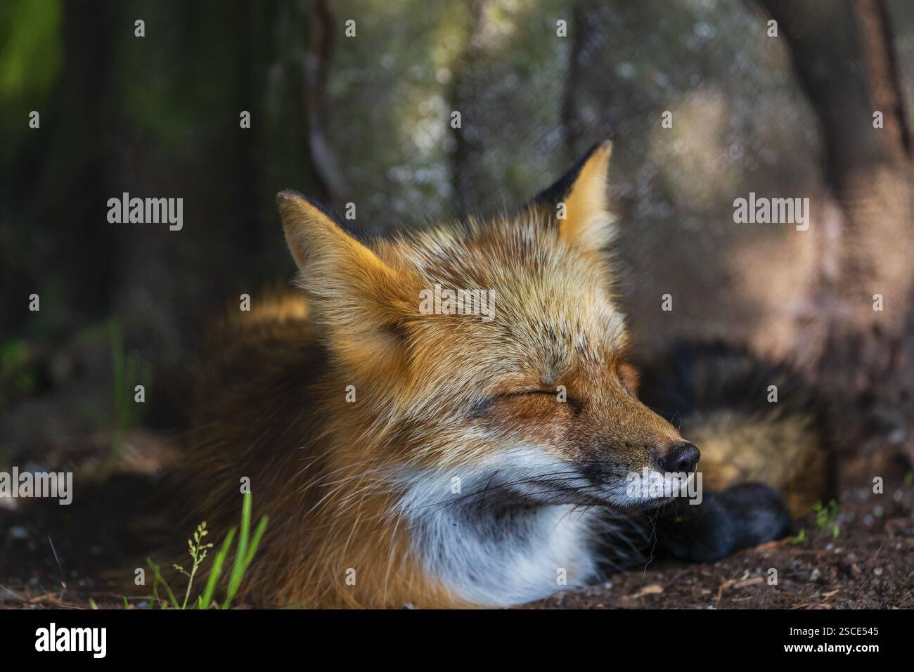One adult red fox, Vulpes vulpes, resting close to a tree. Summertime, enjoying the warm ...