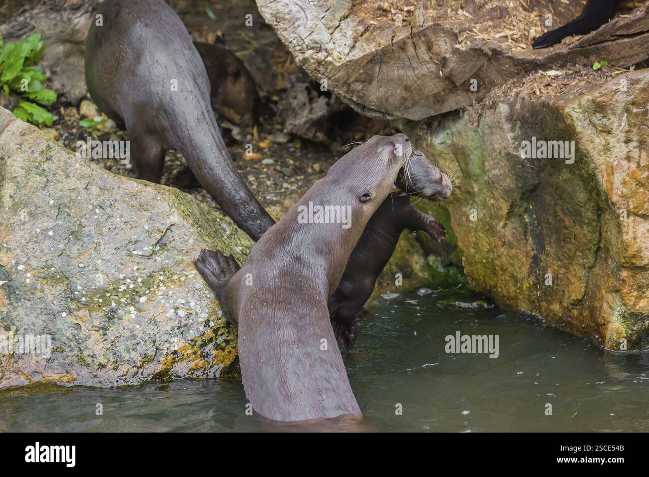 An adult giant otter or giant river otter (Pteronura brasiliensis ...
