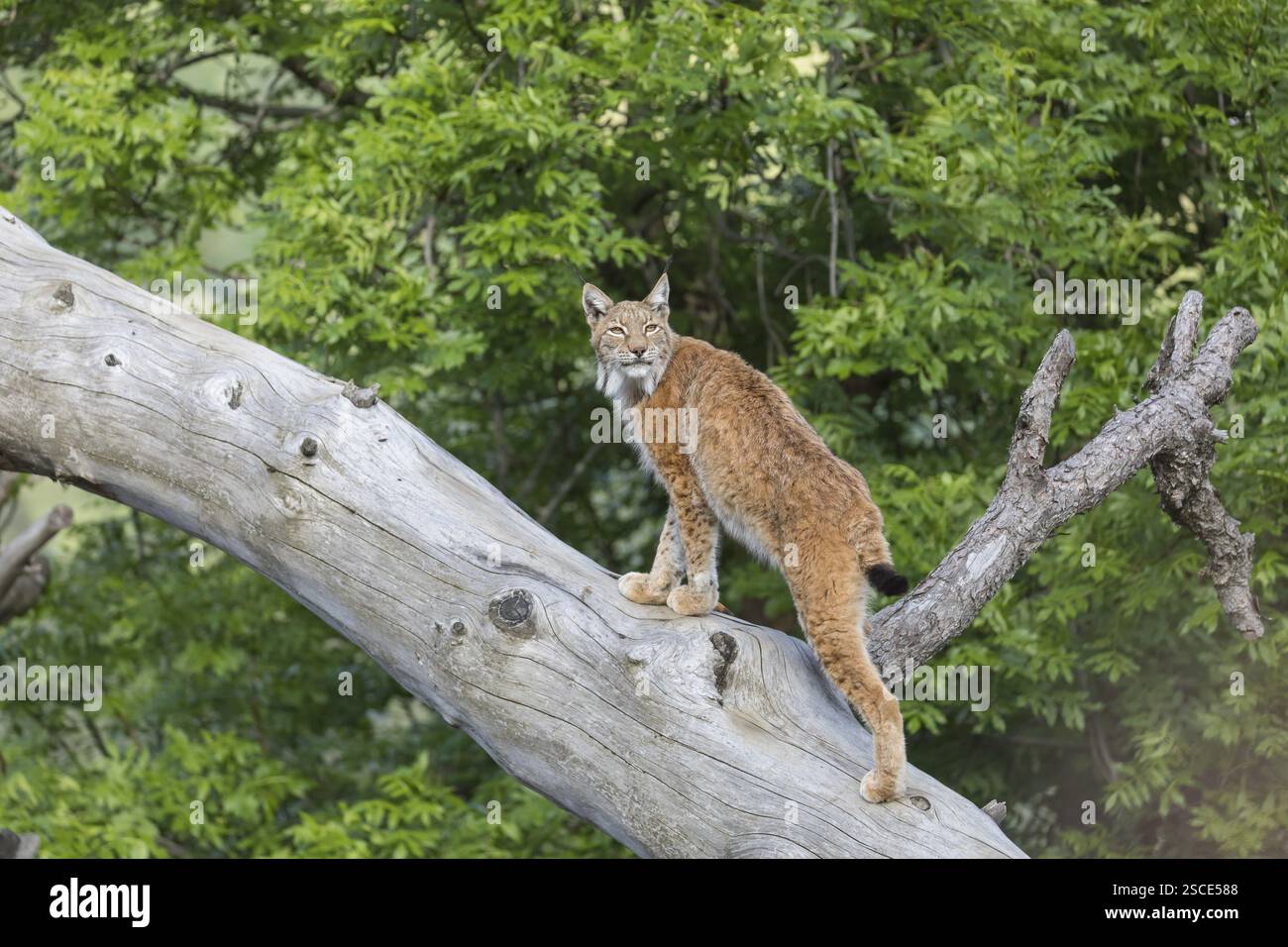One Eurasian lynx, (Lynx lynx), walking up on a fallen tree. Side view ...