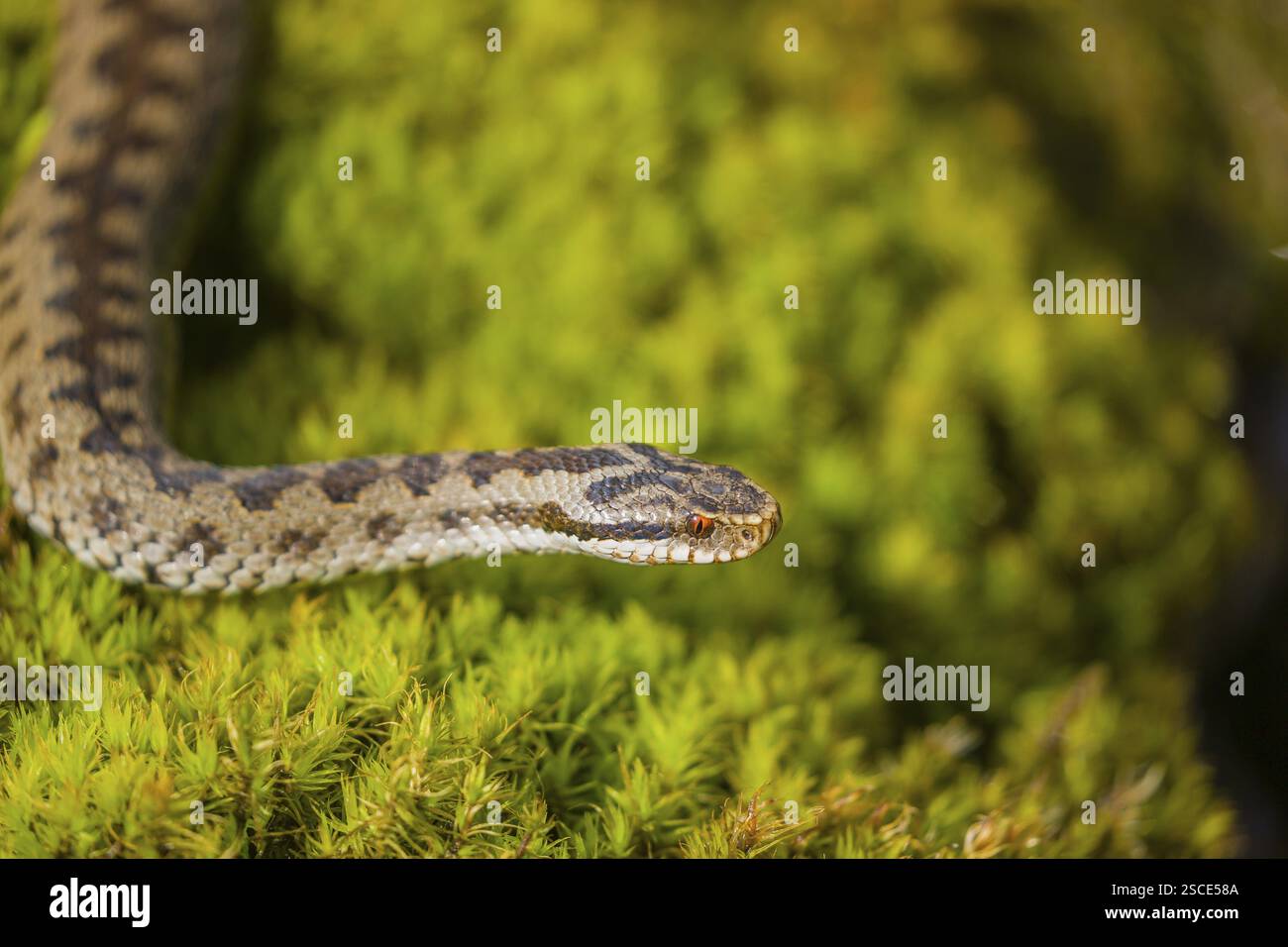 One Vipera berus, the common European adder or common European viper ...