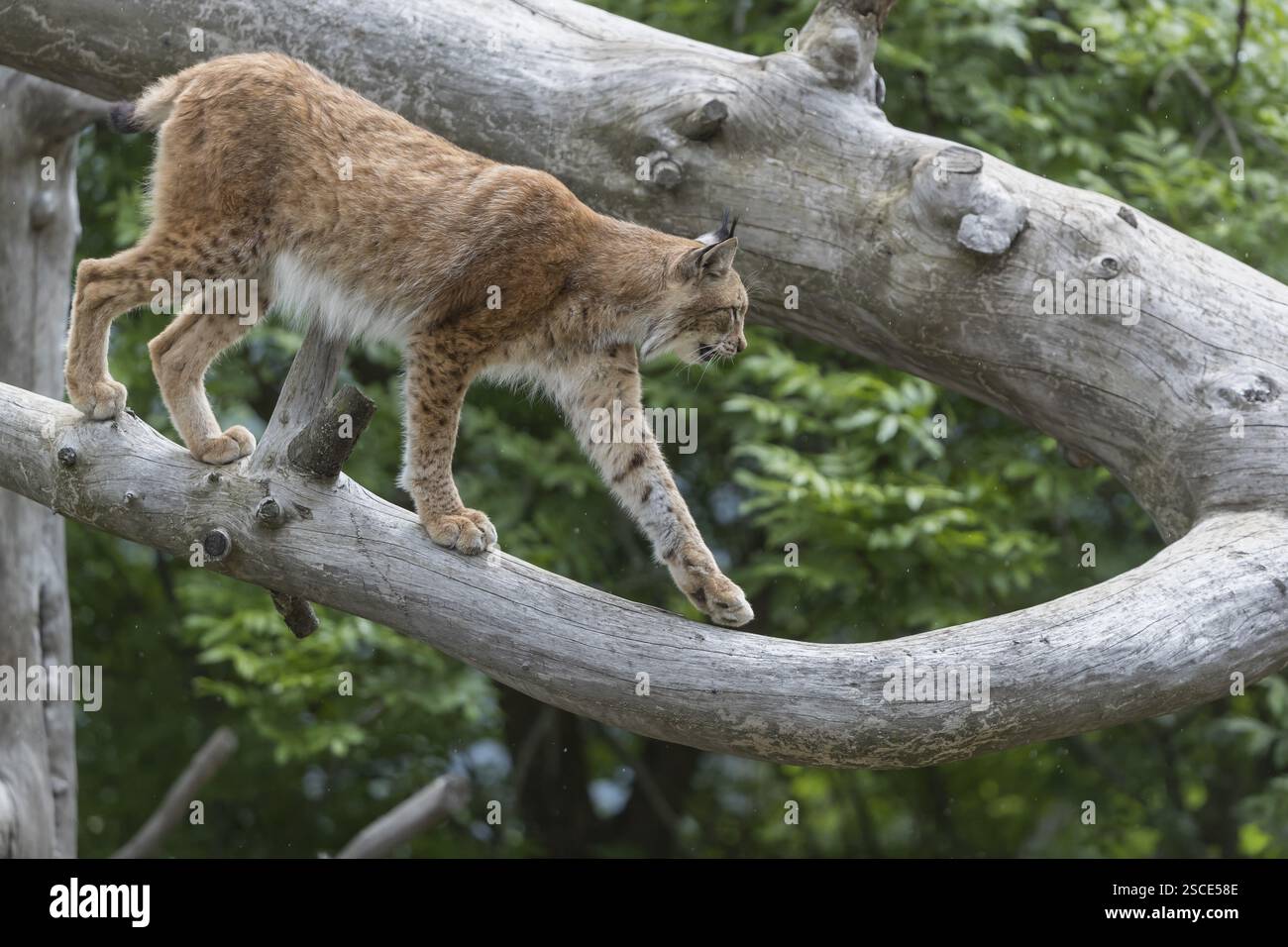 One Eurasian lynx, (Lynx lynx), walking down on a fallen tree. Side ...