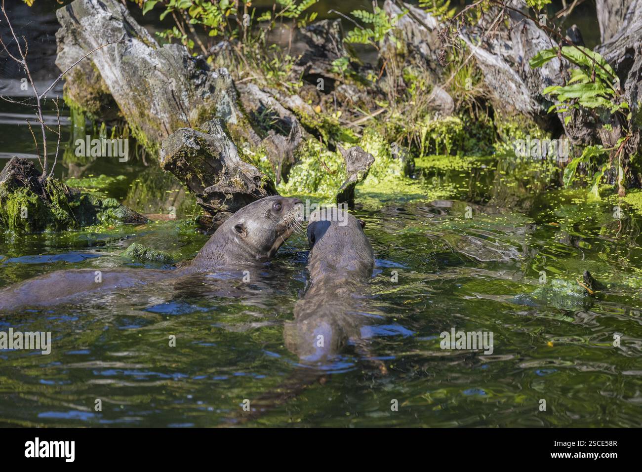 Two giant otter or giant river otter (Pteronura brasiliensis) resting ...