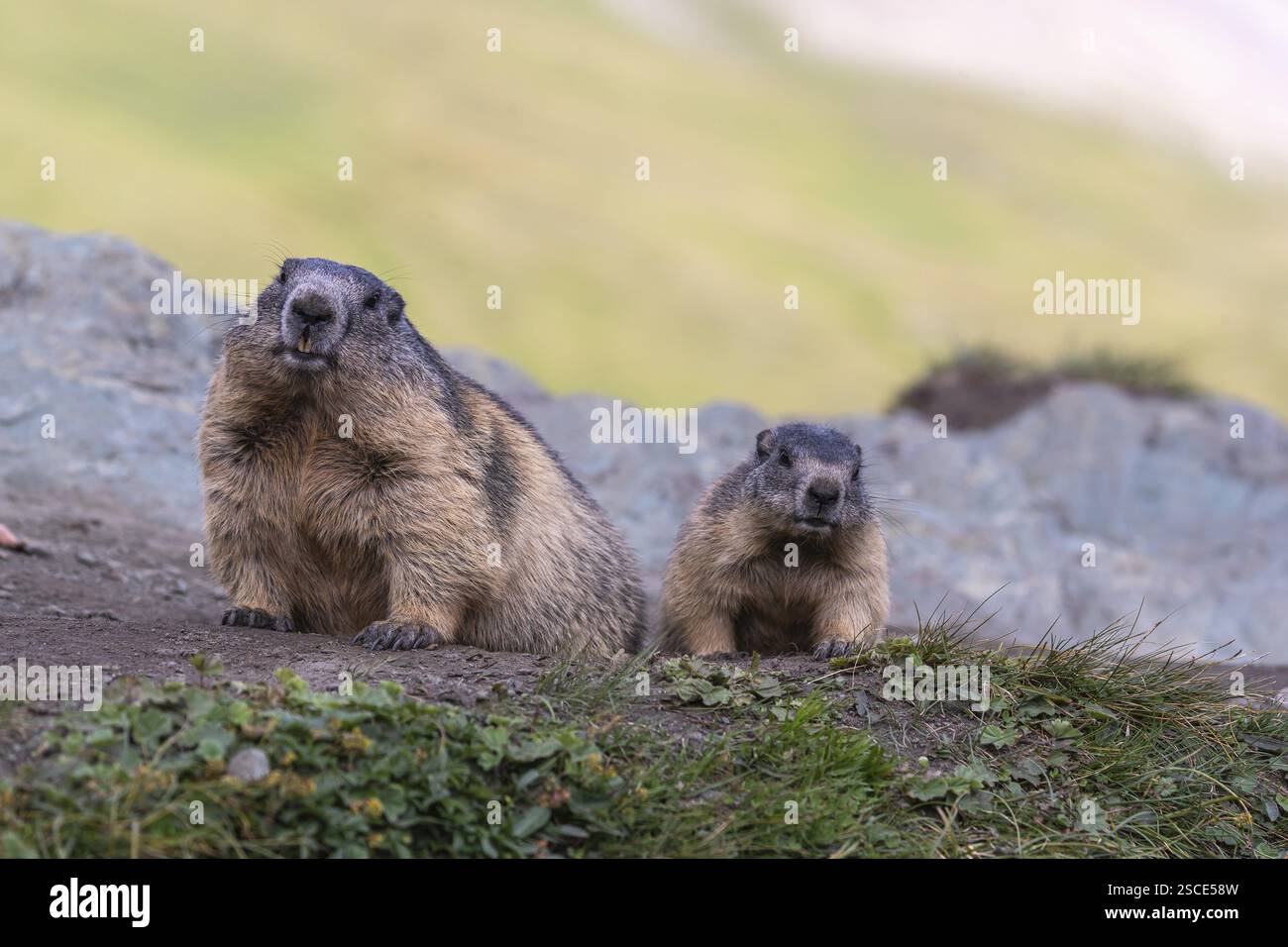 One adult Alpine Marmot, Marmota marmota, and one young marmot sitting side by side on a rock ...