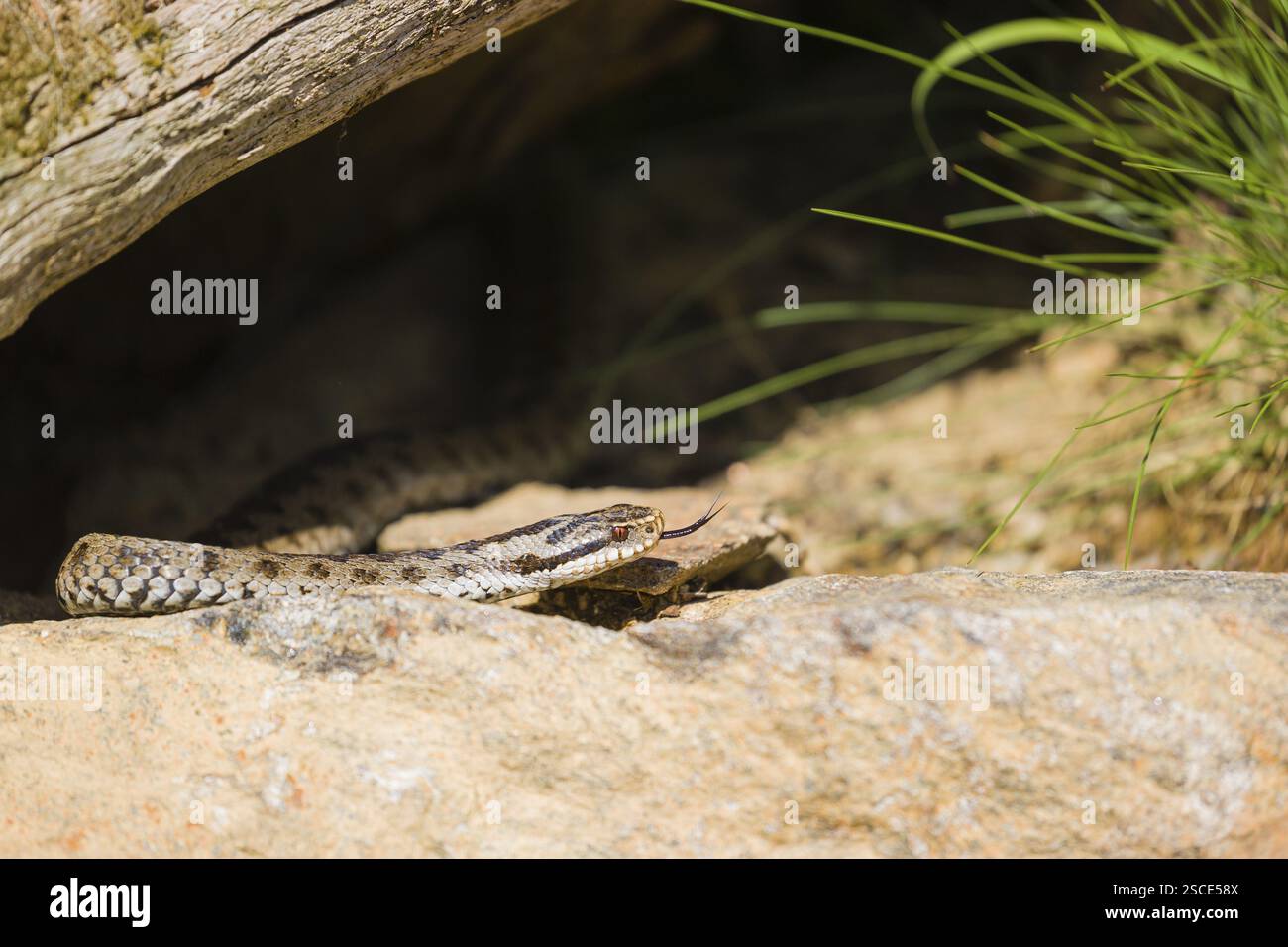 One Vipera berus, the common European adder or common European viper ...