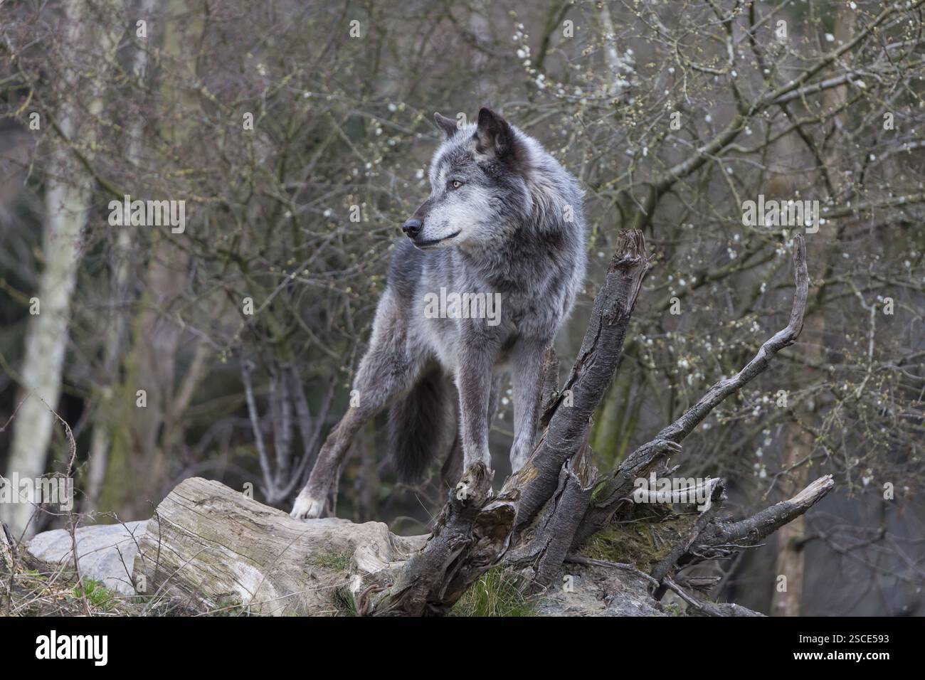 One Northern Timber wolf (Canis lupus occidentalis), or Mackenzie ...