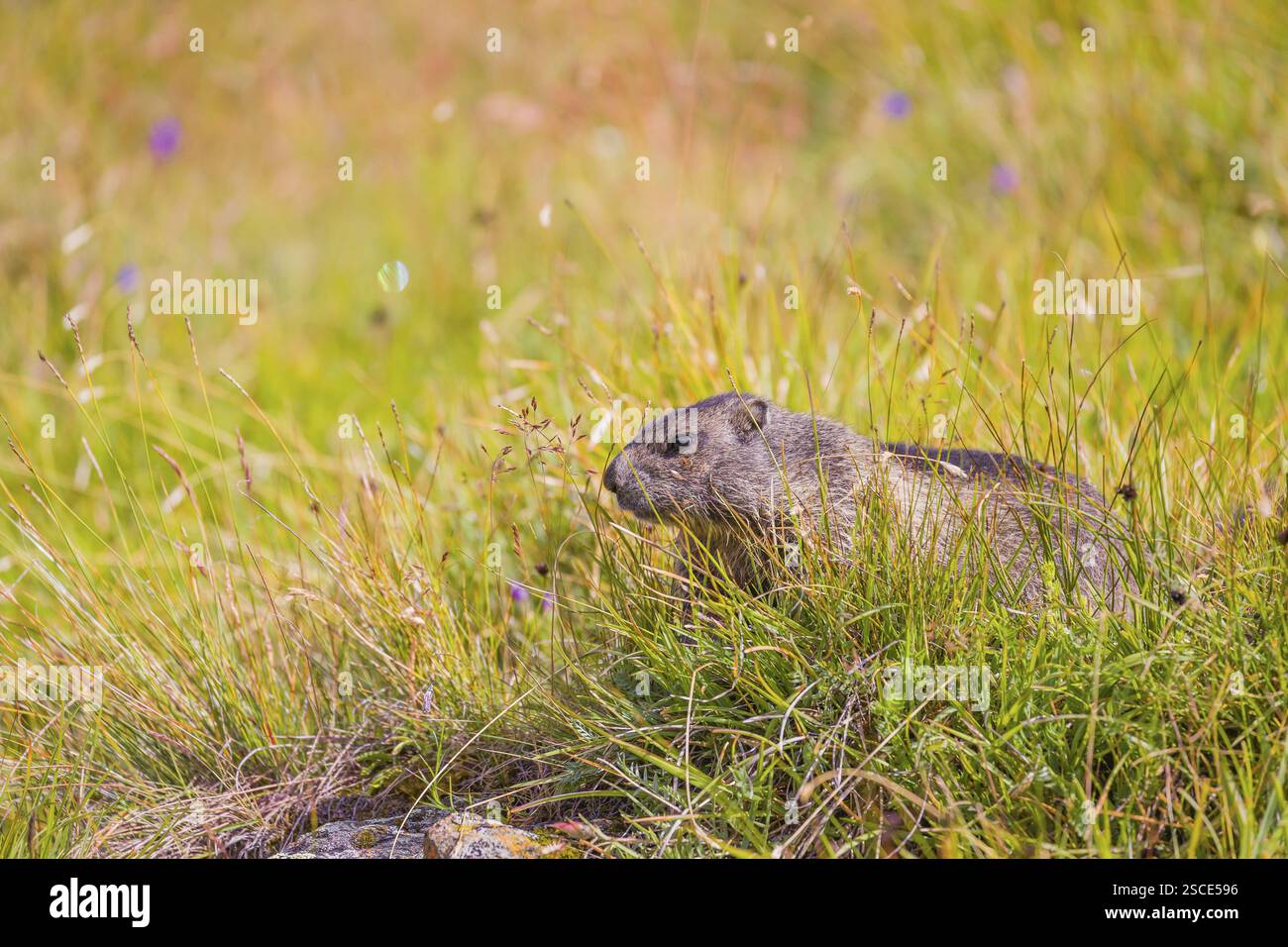 A young Alpine Marmot, Marmota marmota, looks for food in tall grass ...