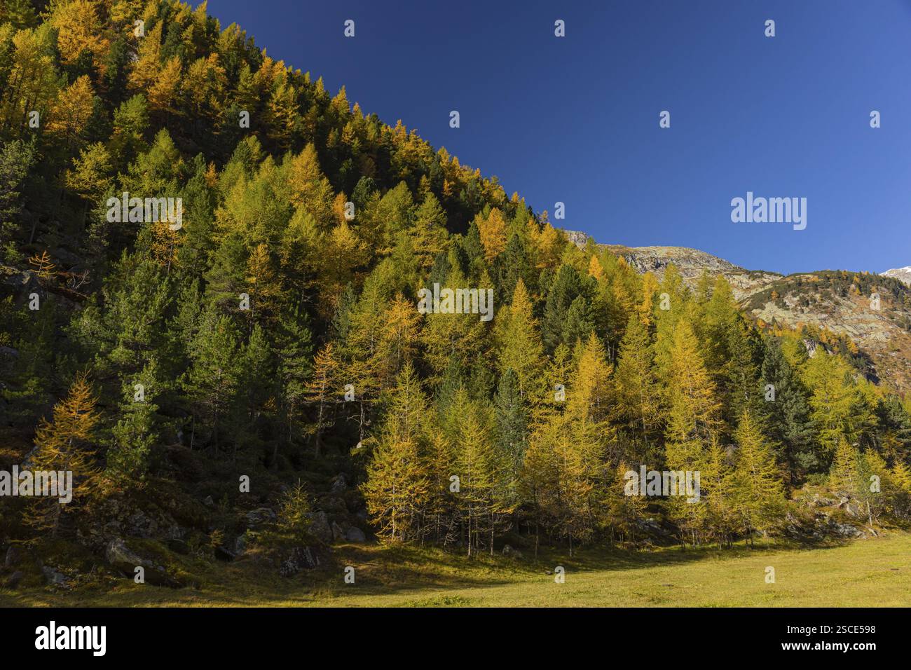 A mountain forest in fall foliage on a bright sunny morning. Seen from ...
