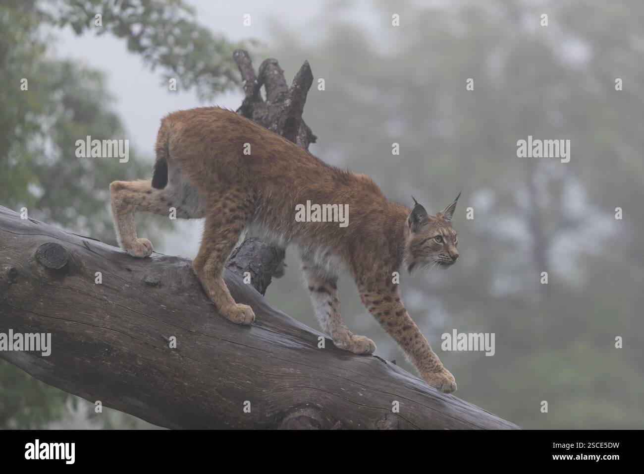 One Eurasian lynx, (Lynx lynx), walking down on a fallen tree in dense ...