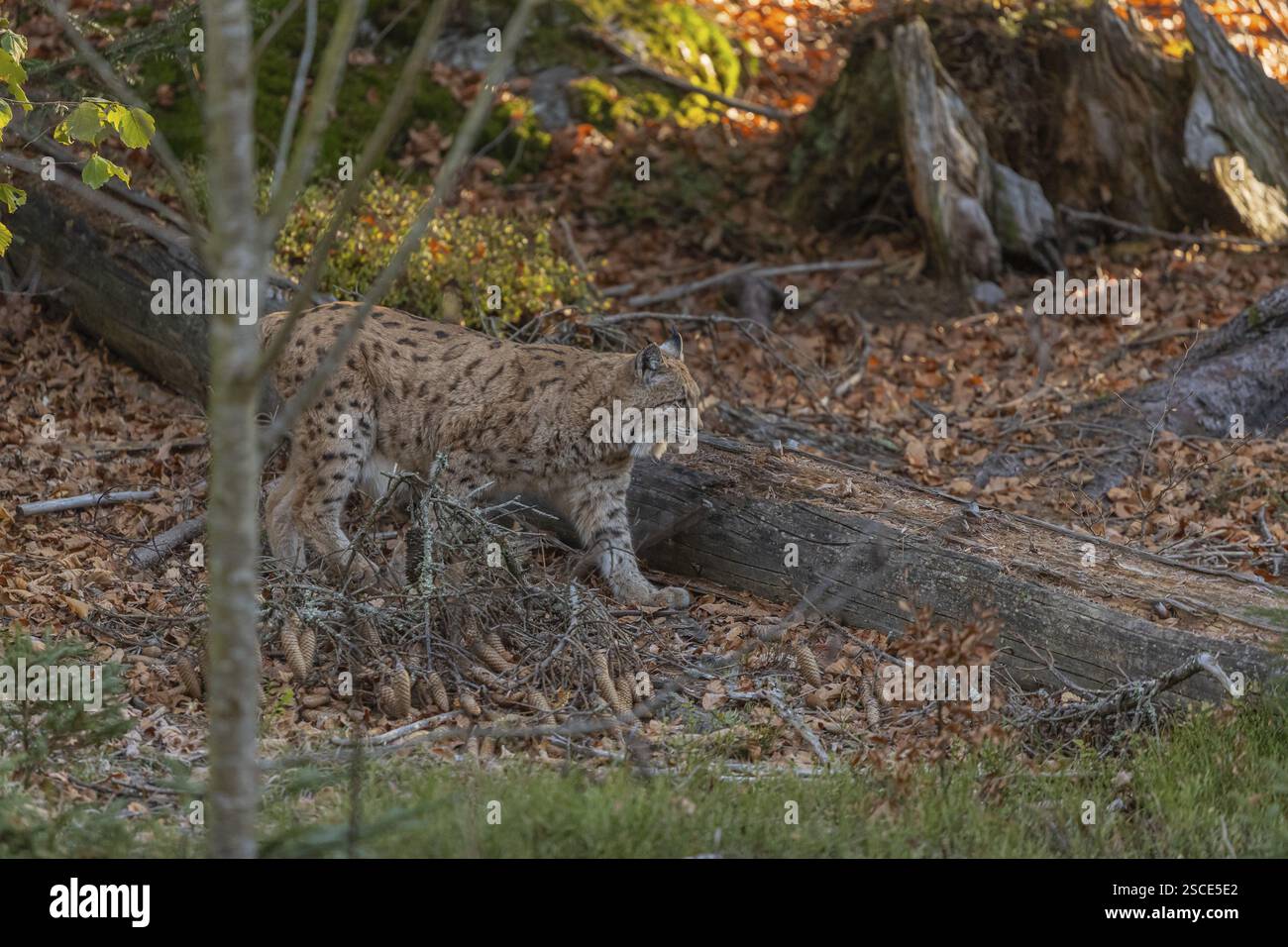 One Eurasian lynx, (Lynx lynx), walking on a fallen tree. Side view ...
