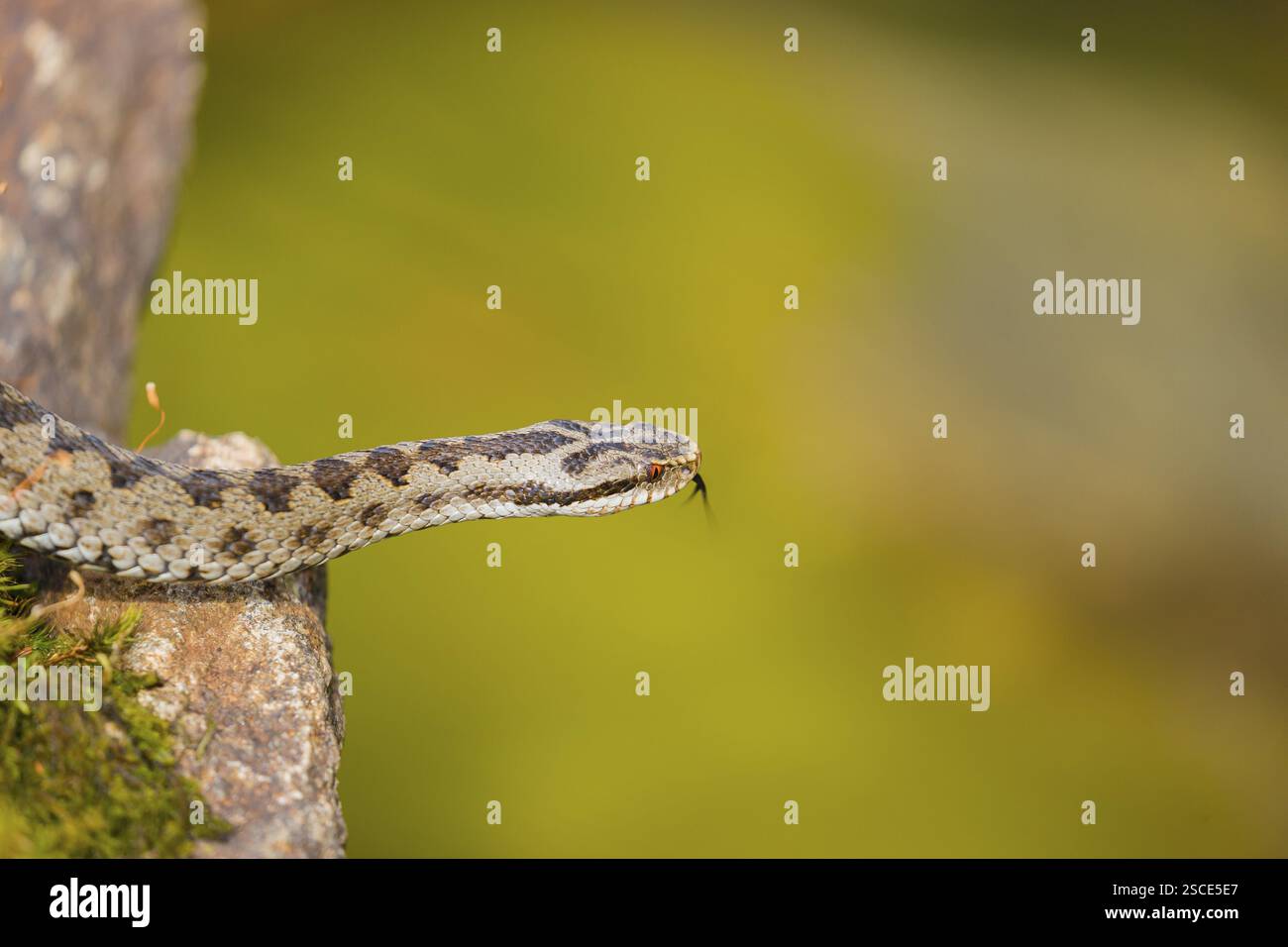 One Vipera berus, the common European adder or common European viper ...