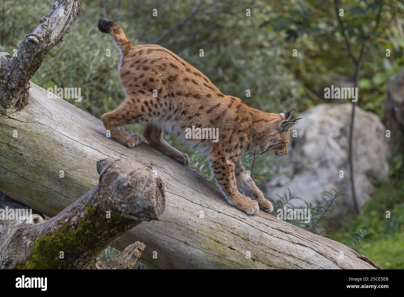 One Eurasian lynx, (Lynx lynx), walking down a fallen tree. Side view ...