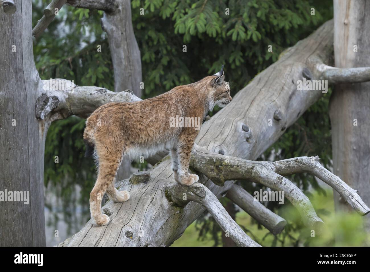 One Eurasian lynx, (Lynx lynx), walking up on a fallen tree. Side view ...