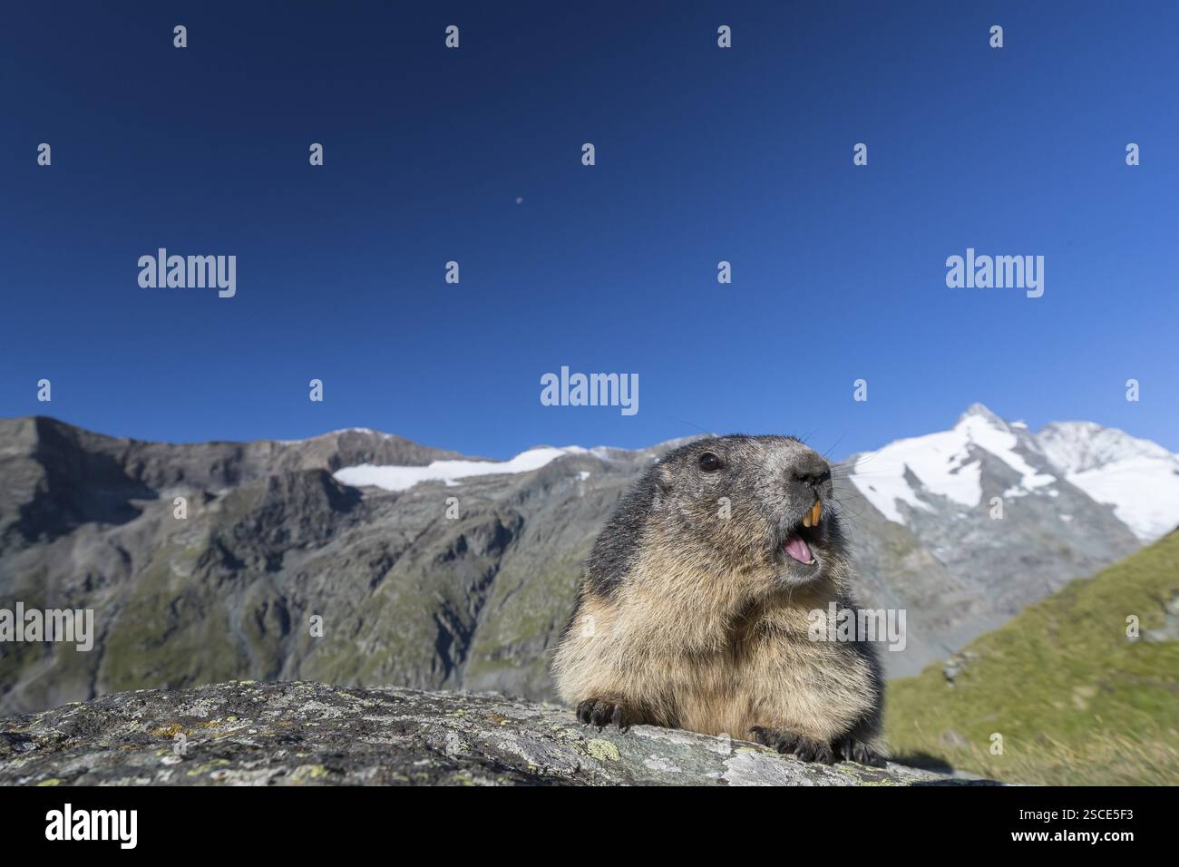 One adult Alpine Marmot, Marmota marmota, standing on a rock. Grossglockner Mountain in the ...