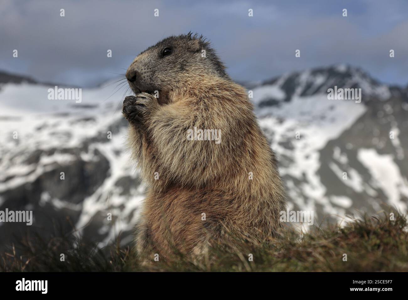 One adult Alpine Marmot, Marmota marmota, sitting erected, feeding on something. Grossglockner ...