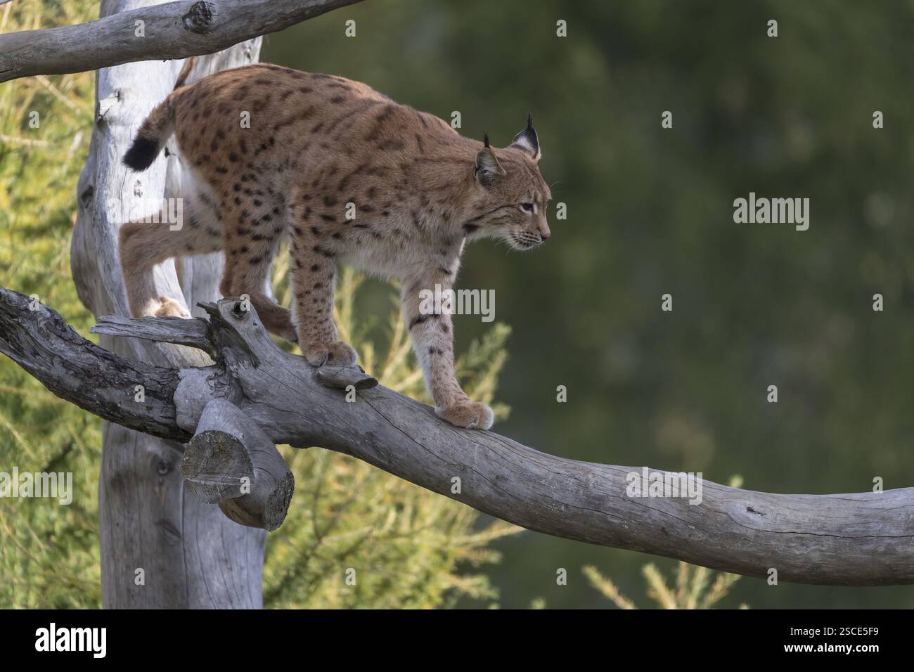 One Eurasian lynx, (Lynx lynx), walking on a fallen tree. Side view ...