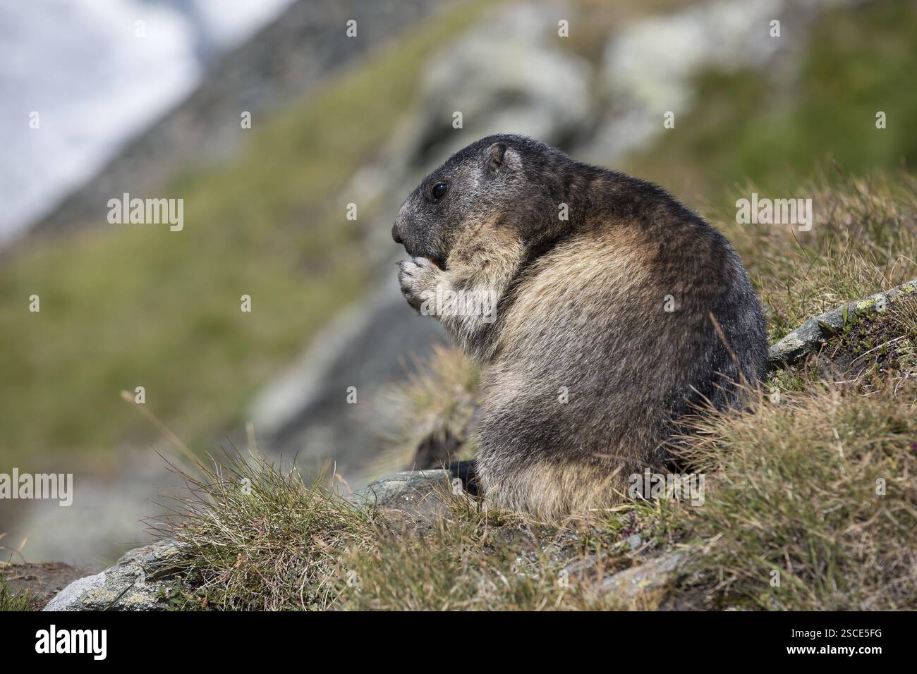 One adult Alpine Marmot, Marmota marmota, feeding on something. Grossglockner mountain range in ...