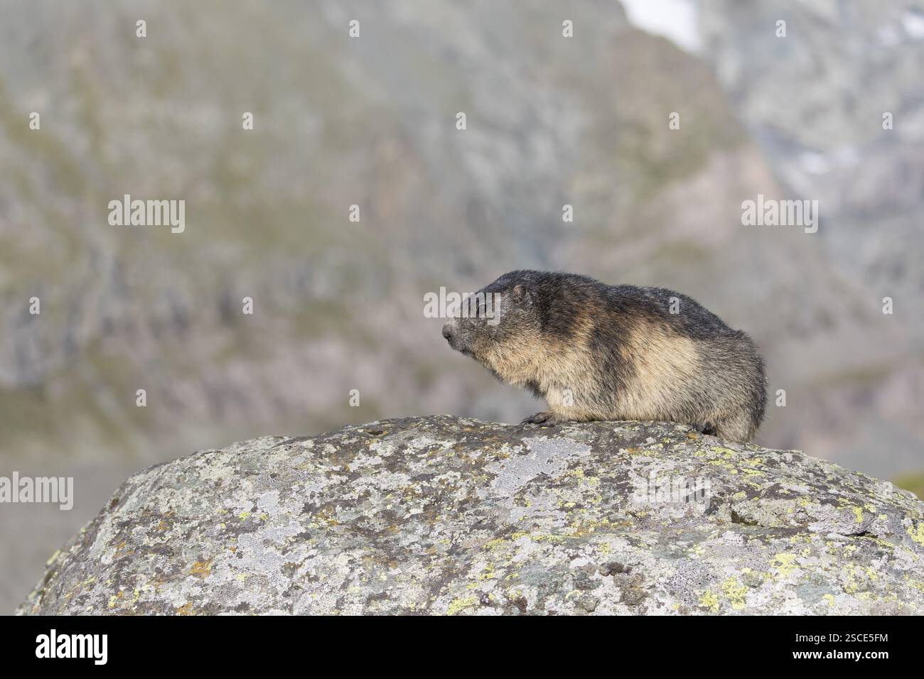 One Alpine Marmot, Marmota marmota, sitting on a rock and mountains in the distant background ...