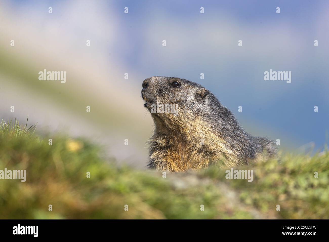 One adult Alpine Marmot, Marmota marmota resting on a grassy rim. A mountain in the distant ...