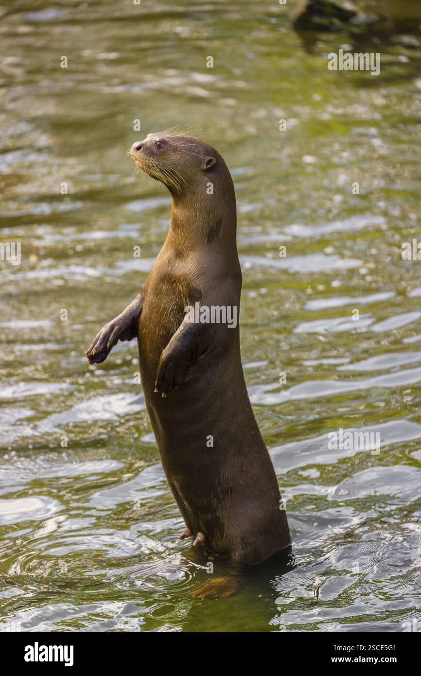 An adult female giant otter or giant river otter (Pteronura ...