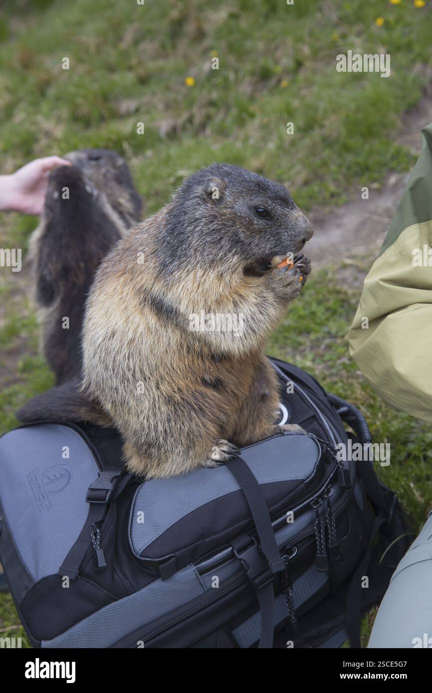 One adult Alpine Marmot, Marmota marmota, sitting on a photographers backpack feeding on a ...
